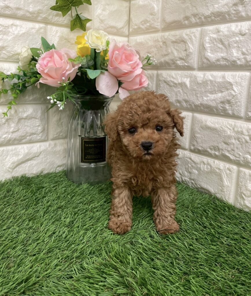 当日見学可能gw期間限定大セール総額18万→15万円 他費用なし タイニープードル♂｜ご成約済み｜岡山・倉敷ペットショップcoco | ペットショップCoCo 中島店